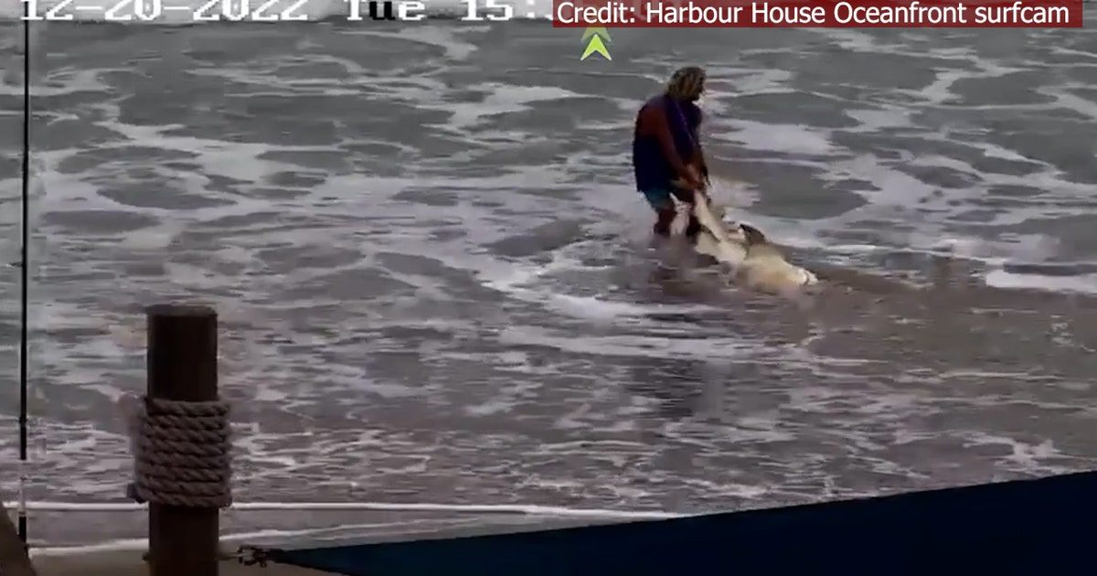 FWC recommending charges in alleged shark hammer attack at Florida ...