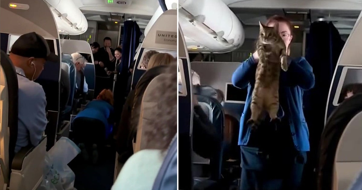 'Anybody missing a cat?' Flight attendant helps lost feline find owner ...