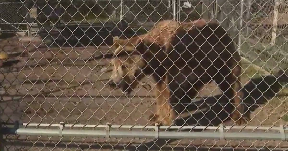 Wimauma wildlife sanctuary provides forever home for exotic, wild ...