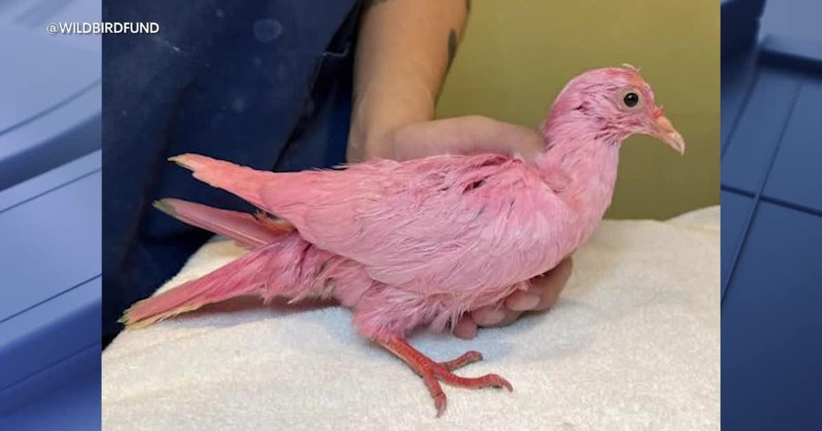 Pigeon dyed pink dies, NYC rescue group says | FOX 13 Tampa Bay