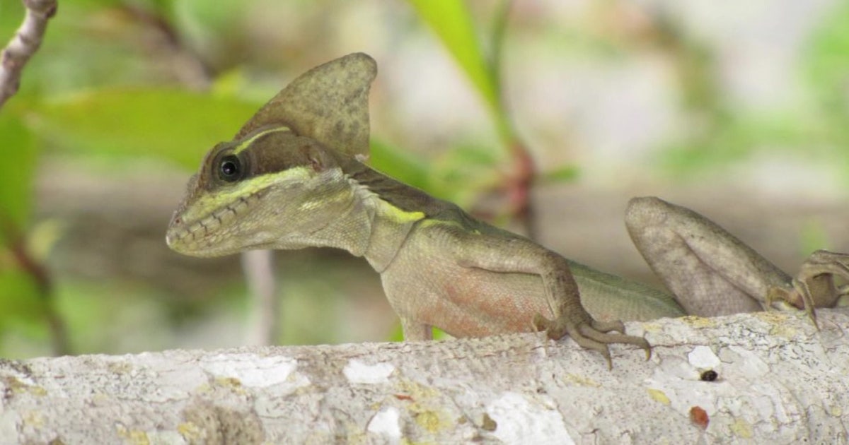 Invasive 'Jesus Christ Lizard' could be harmful to people, Florida's ...