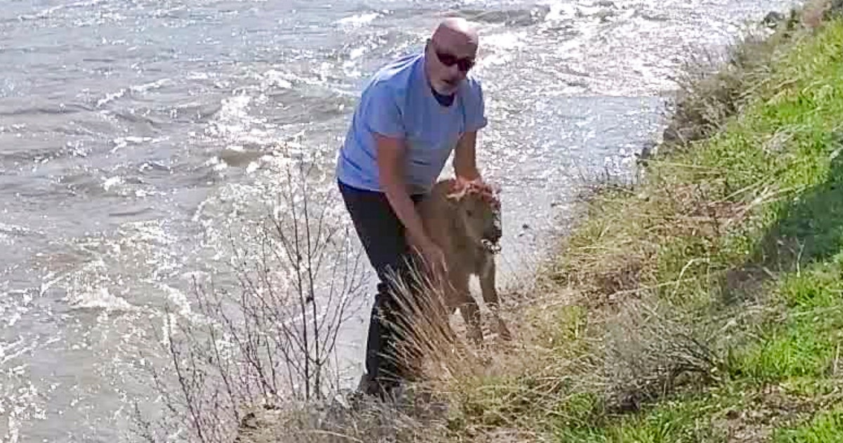 Yellowstone National Park officials say man disturbed baby bison ...
