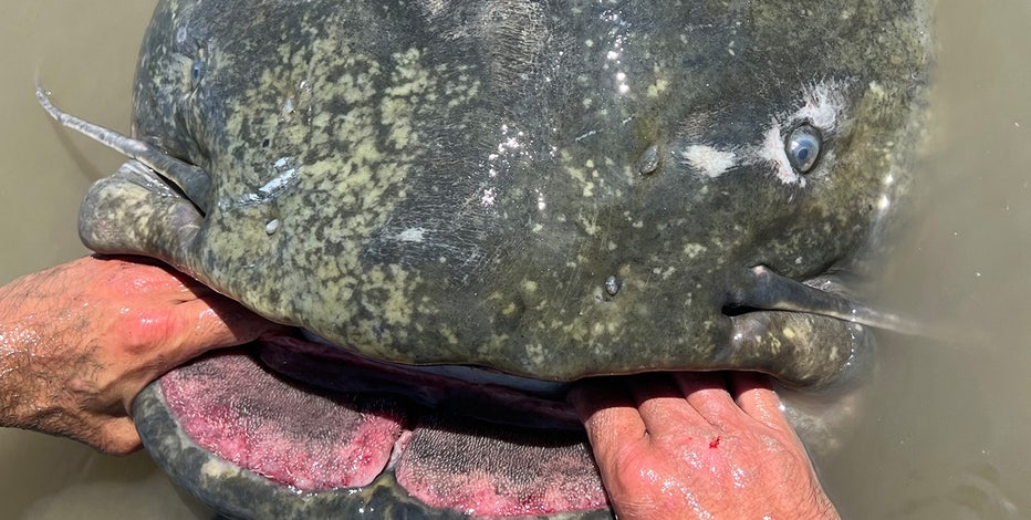 Giant Flathead Catfish