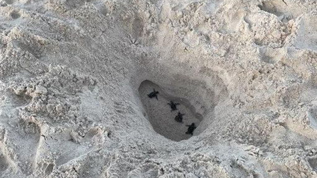 Sea turtle hatchlings trapped in hole on Holmes Beach rescued, released ...