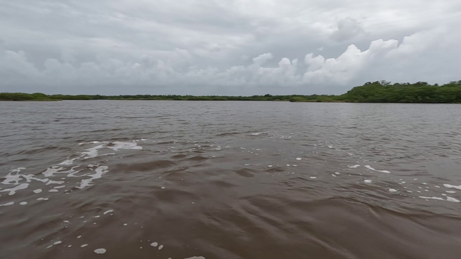 Scientists Planting Seagrass Hope Slow Down Floridas Alarming Loss Fox 13 Tampa Bay