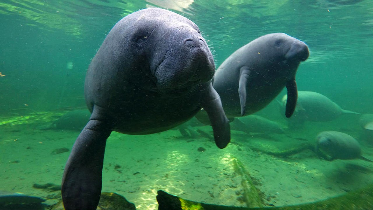 Florida Deputies Stop Calling Us About Manatee Sex Fox 13 Tampa Bay
