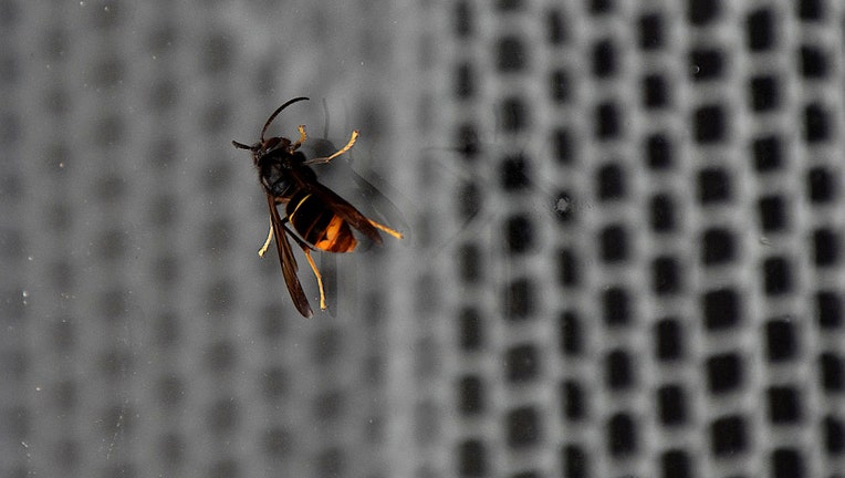 Relative of the 'murder hornet' found along East Coast in US for first ...