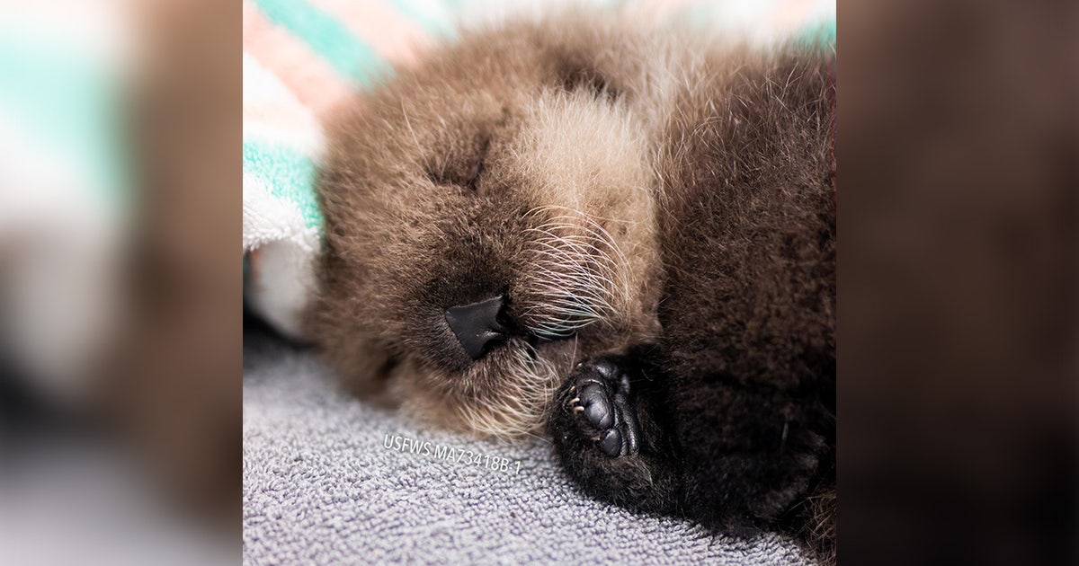 Watch: Fishing group witnesses orca attack, leaving otter pup orphaned ...