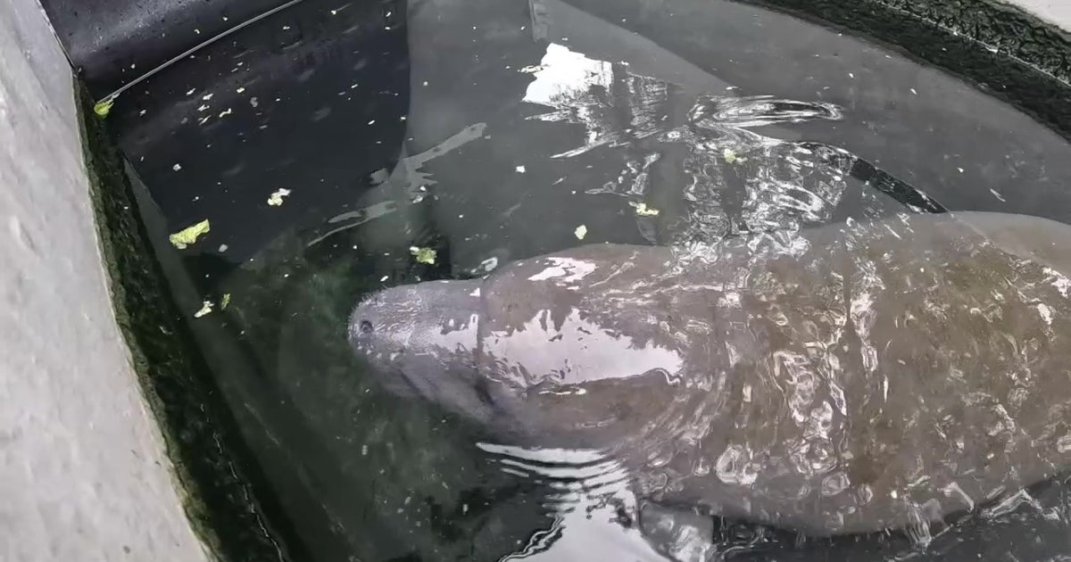 Manatee rescued from Palm Harbor after Hurricane Idalia recovering at ...