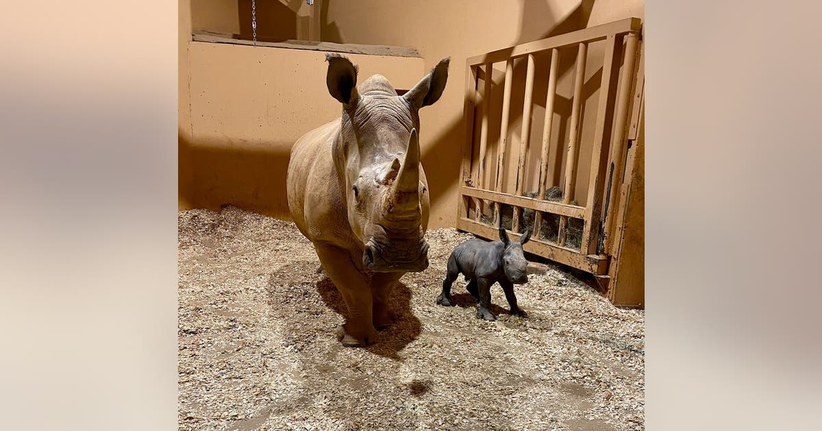 It’s a white rhino Christmas: Meet Zoo Atlanta’s newest bundle of joy ...