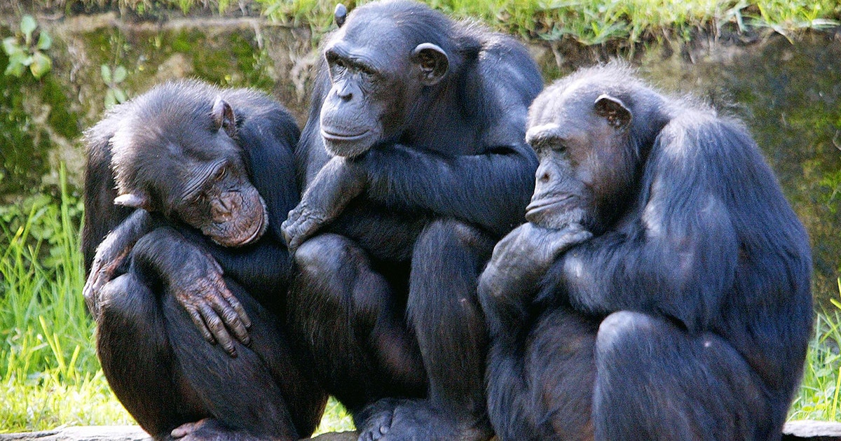 Study: Chimpanzees recognize photos of friends they haven’t seen for ...