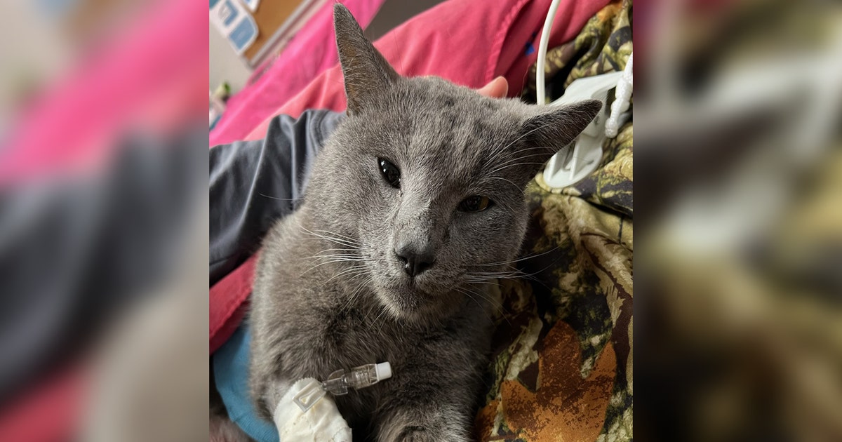 Cat found shot with an arrow in its back in Pinellas County; detectives ...