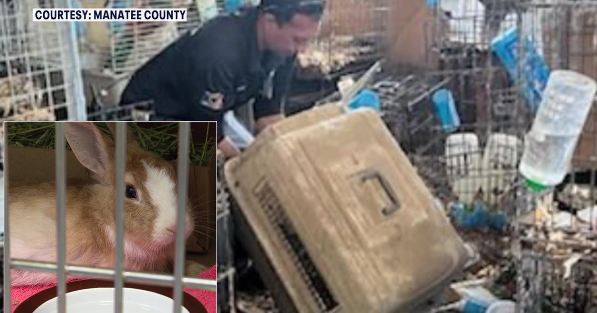 Here's how you can help nearly 70 rabbits rescued from Manatee County ...