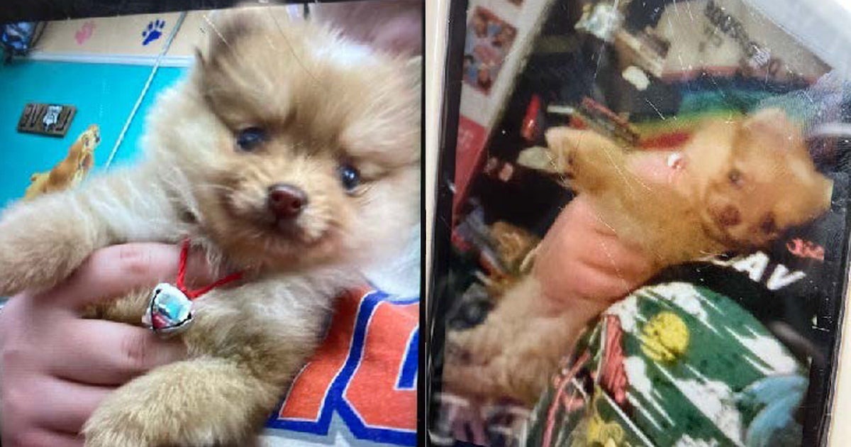 Suspected puppy thieves on the run after taking little dog from Winter ...