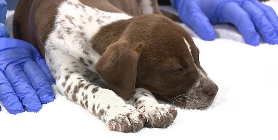 Humane Society of Tampa Bay offers an $11,000 reward to catch person ...