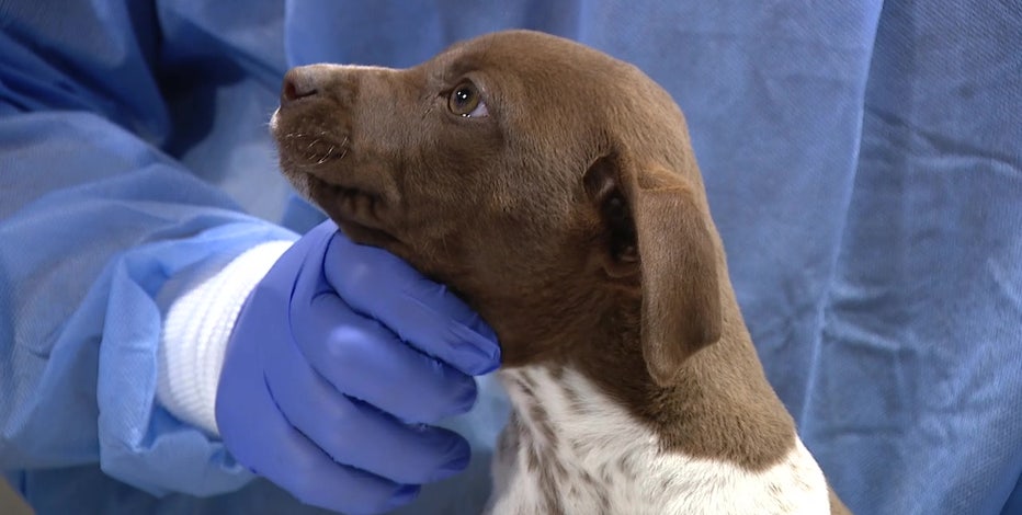 Humane Society of Tampa Bay offers an $11,000 reward to catch person ...