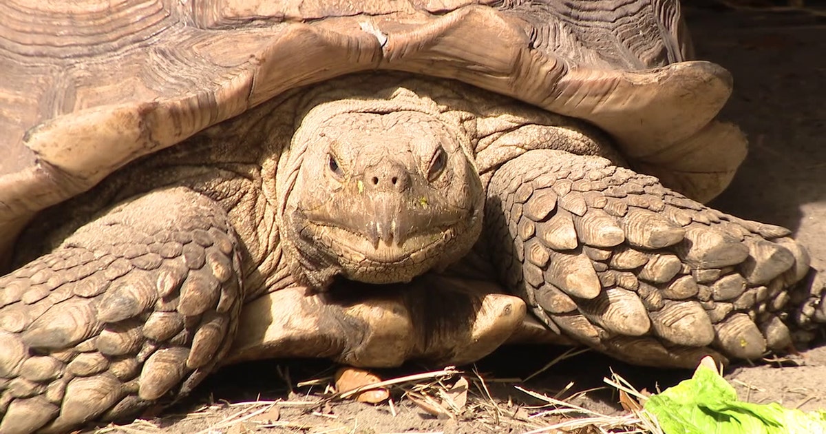Bay area non-profits aim to care for exotic animals, educate on ...