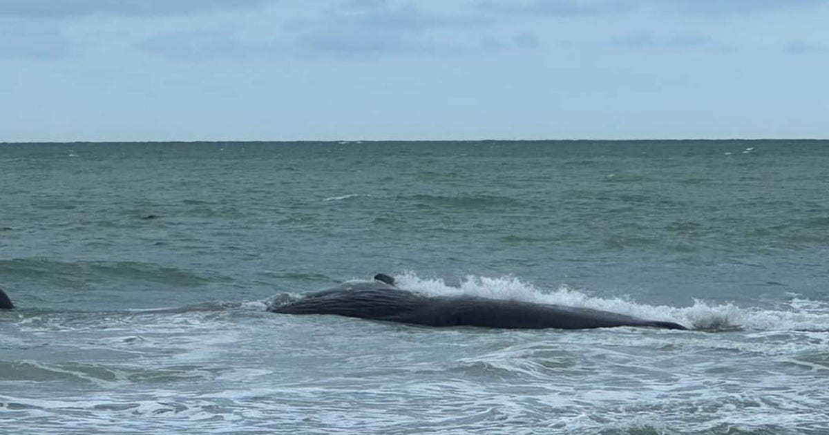 Sperm whale beached off coast of Venice to be euthanized if it survives ...