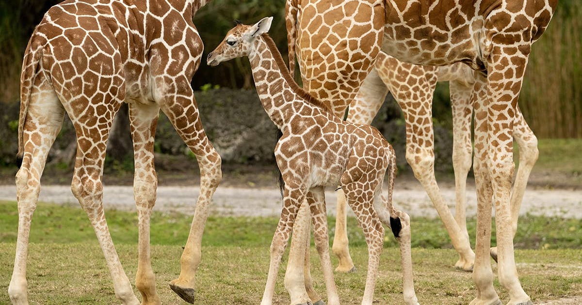Baby giraffe found dead with broken neck at Florida zoo: 'Devastating ...