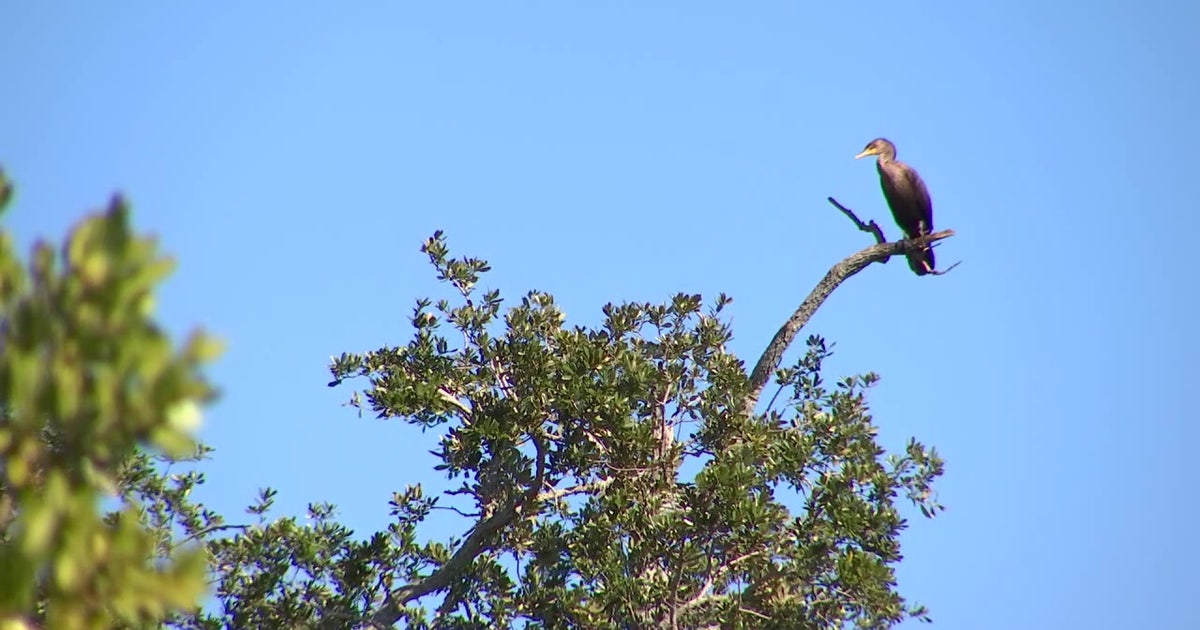Manatee County commission to weigh expansion of Emerson Point Preserve ...