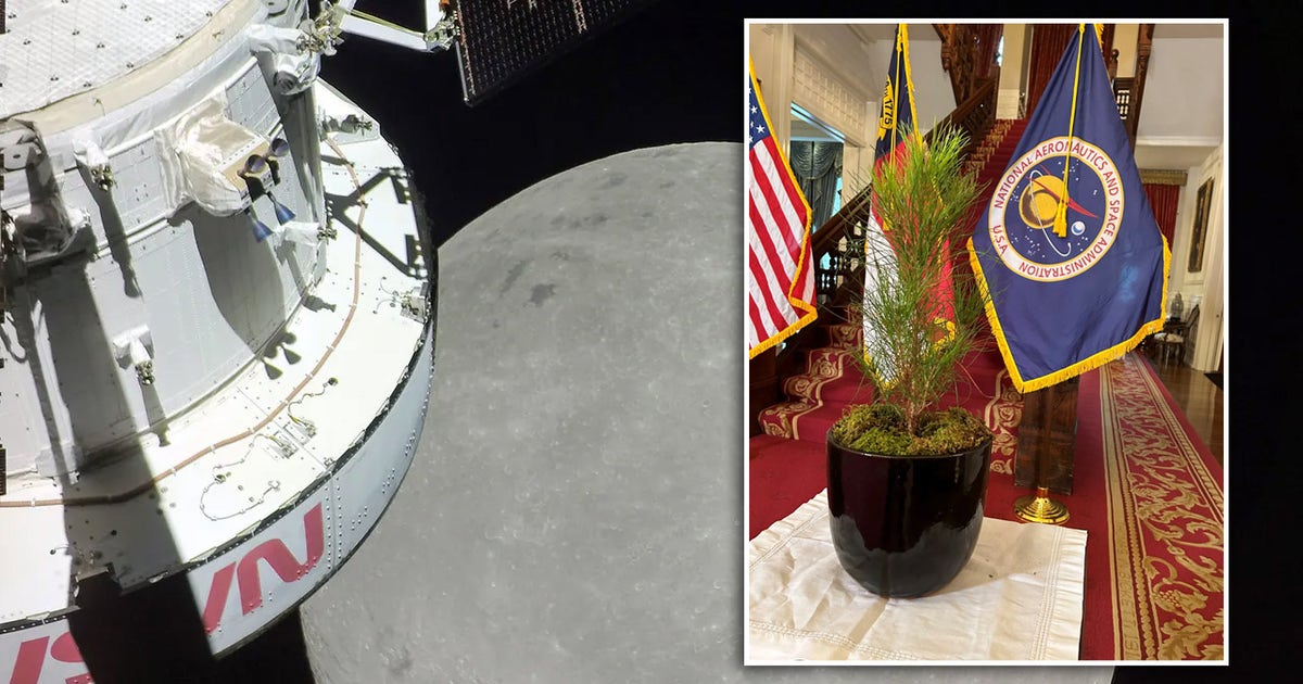 NASA to begin distributing 'moon trees' with seeds that flew around ...