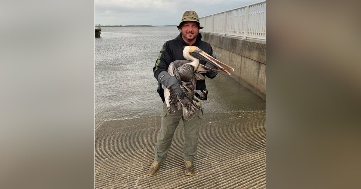 One-eyed pelican with broken wing rescued by Florida deputy | FOX 13 ...
