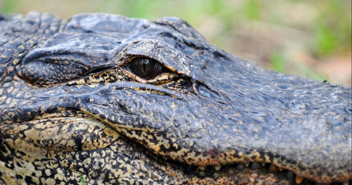 Florida Alligator Super Hunt applications open on Friday | FOX 13 Tampa Bay