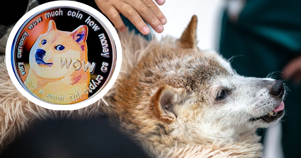 Kabosu, Shiba Inu behind 'doge' meme and face of Dogecoin, has died ...