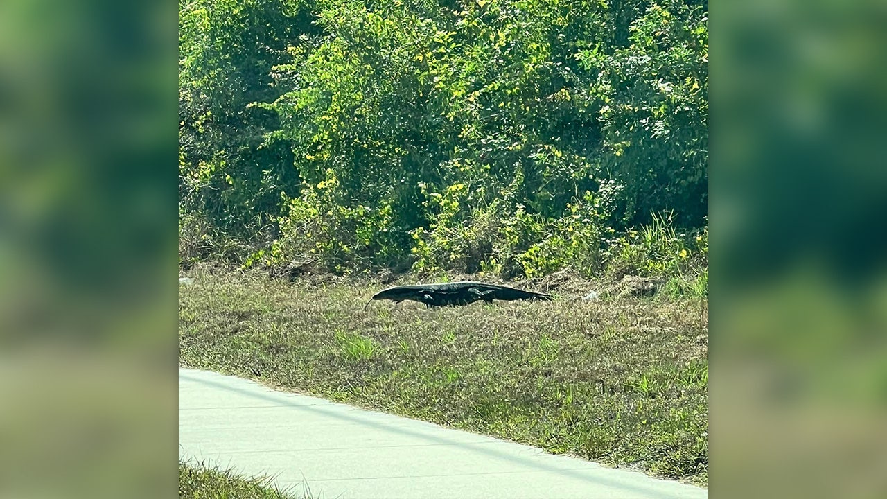 Massive, five-foot monitor lizard spotted strutting around North Port ...