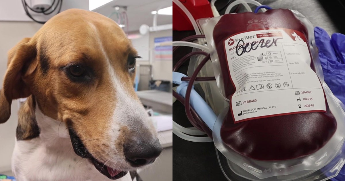 Bay Area rescue dog saves the lives of other pets through blood ...