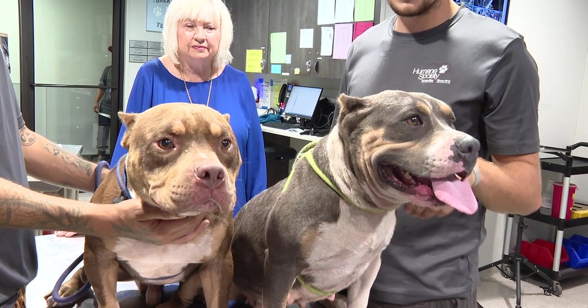 2 pit bulls found at Tampa middle school as 'dog dumping' becomes ...
