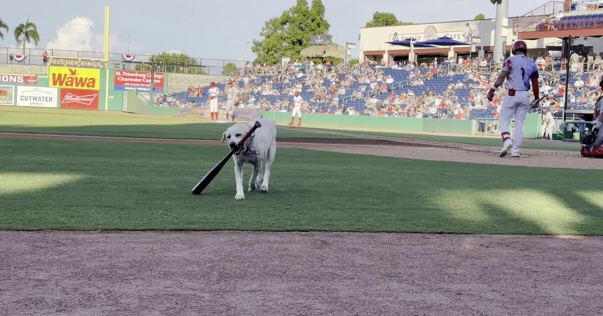Clearwater Threshers bat dog receives fond farewell | FOX 13 Tampa Bay
