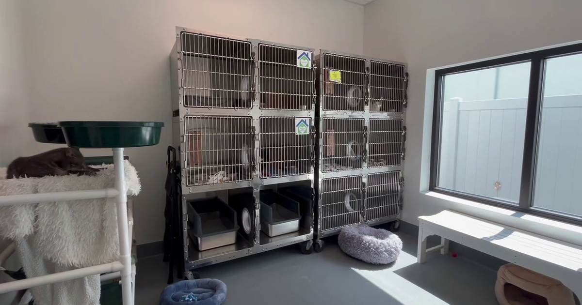St. Pete no-kill shelter opens new space for cats looking for forever ...