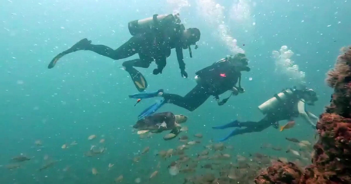 Clearwater company teaching beginners how to scuba dive | FOX 13 Tampa Bay