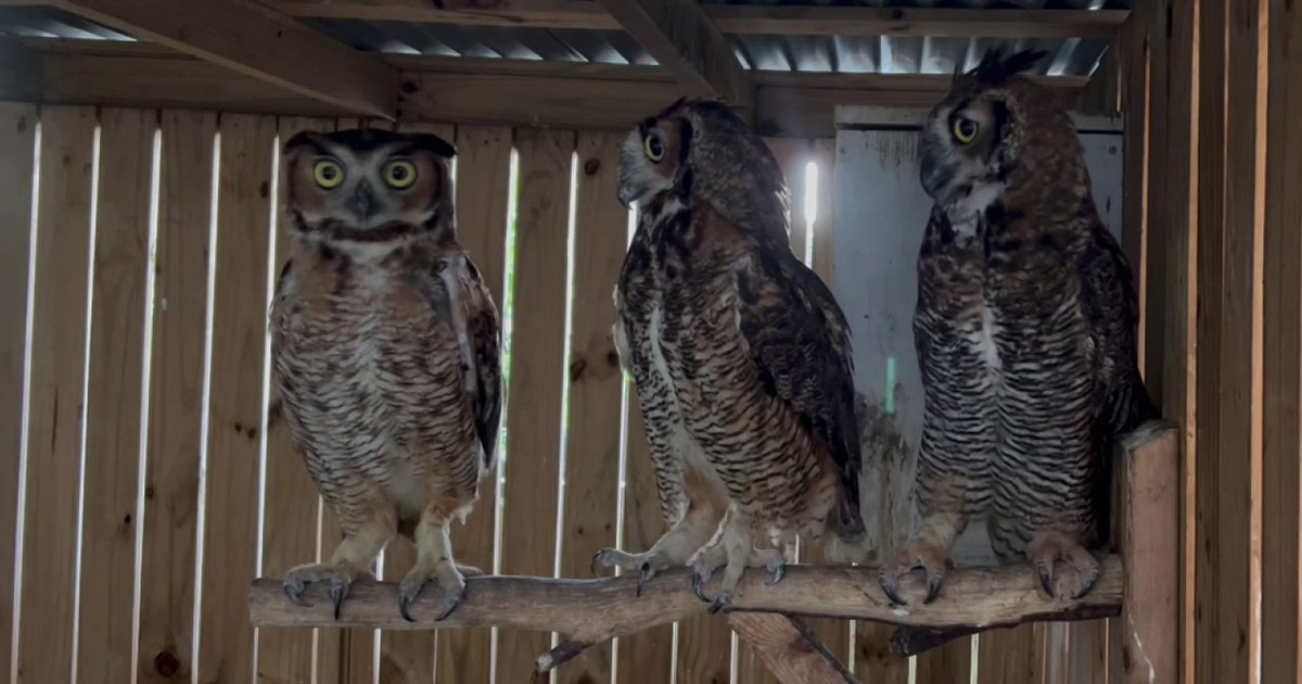Charlie the owl search led to 3 rescues of injured great horned owls ...