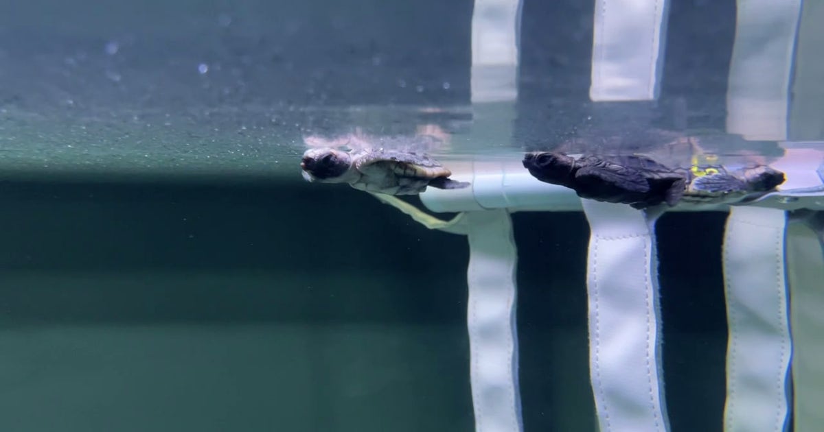 Researchers keeping eye on nests as sea turtle hatchings ramp up | FOX ...