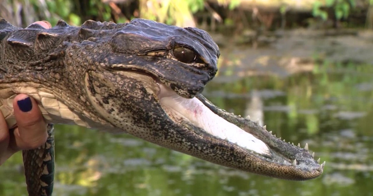 Florida gator Jawlene 'in great health' nearly a year after rescue ...