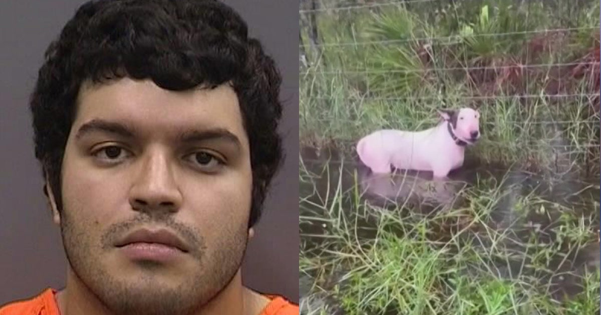 Man accused of tying up dog to pole on I-75 ahead of Hurricane Milton ...