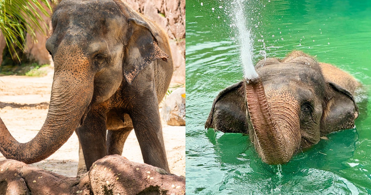 Busch Gardens elephant dies at age 54: ‘She has left a big hole in all ...