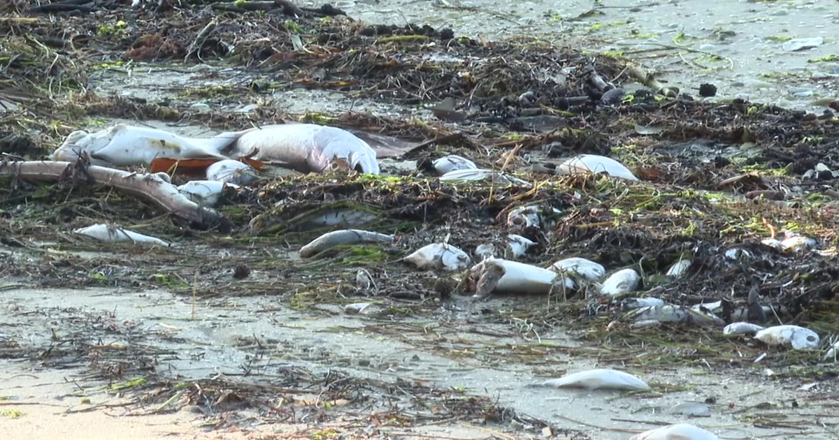 Medium level of red tide detected at Manatee County location after ...