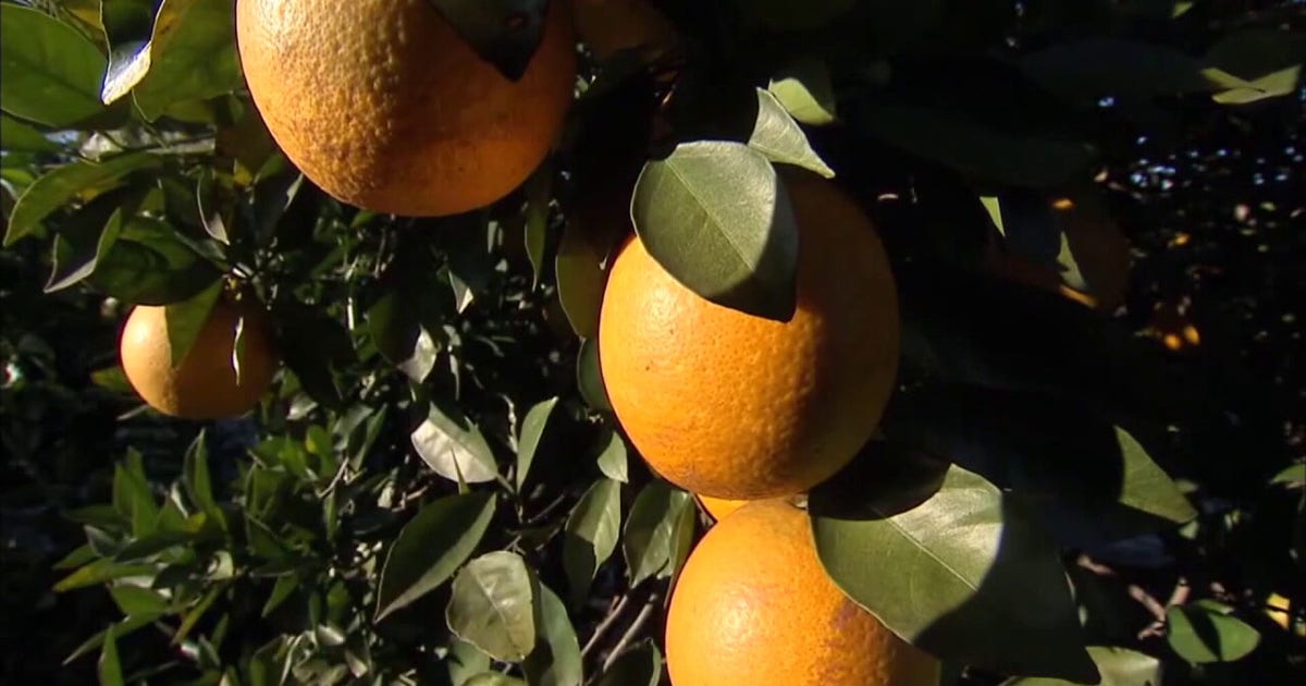 Citrus growers still optimistic after report shows lowest production in ...