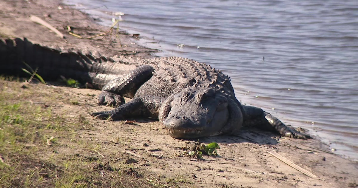 3 alligators found dead at Myakka River State Park | FOX 13 Tampa Bay