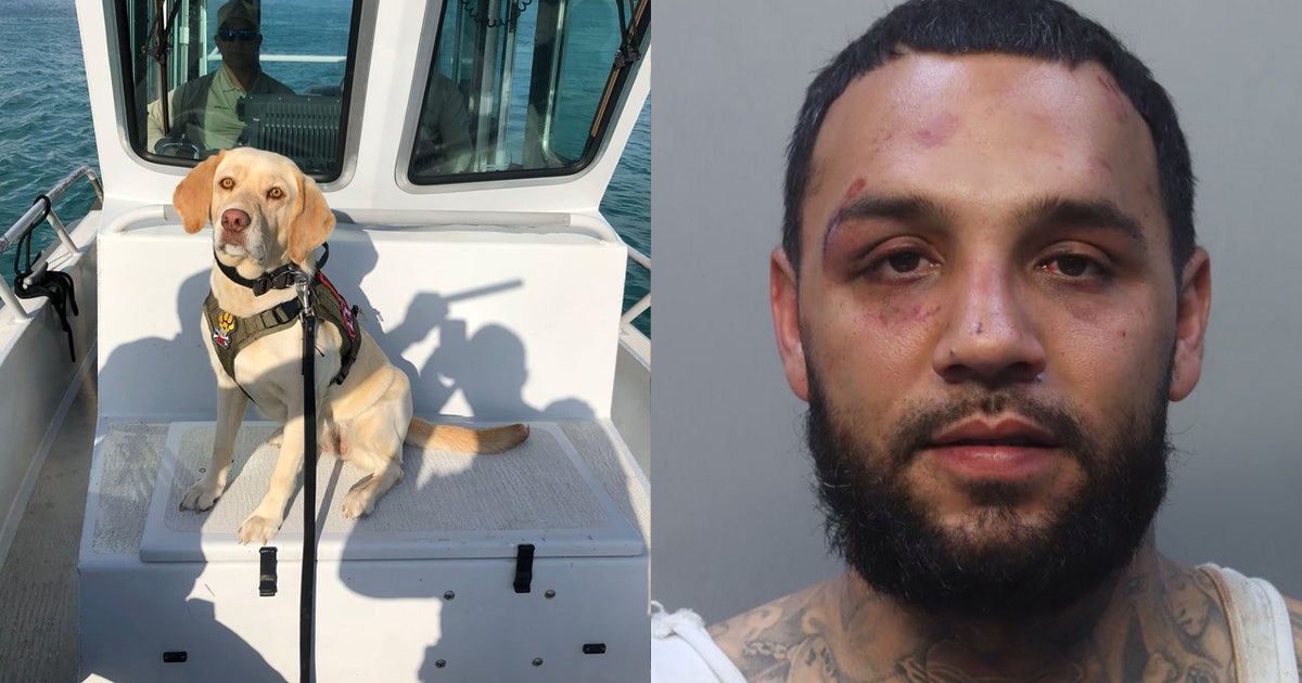 Florida sheriff’s K9 killed in crash while chasing suspected drug ...