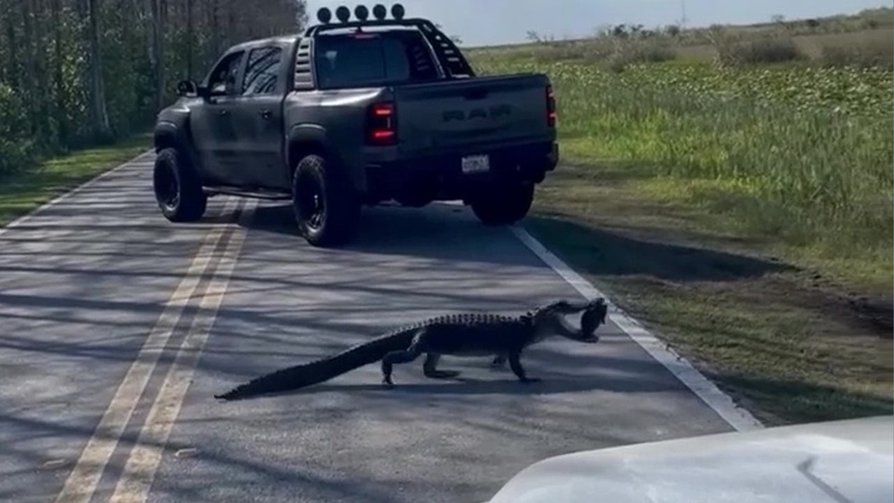Video: Florida gator stops traffic to take turtle across the street ...