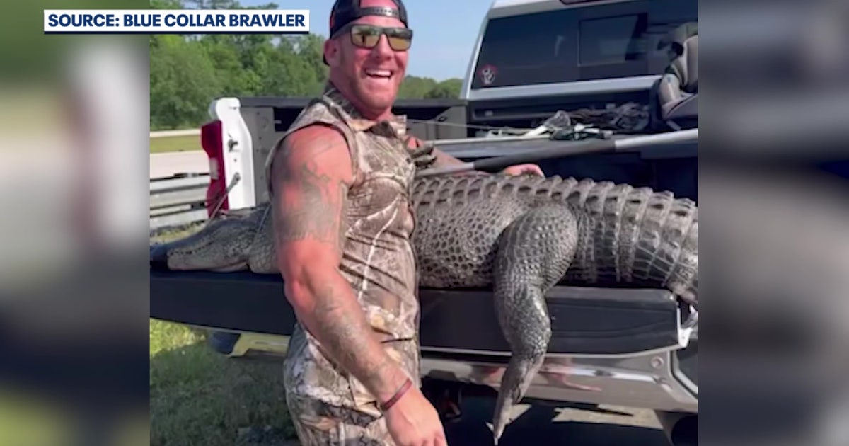 Video: Barefoot Florida man helps capture large gator along busy ...