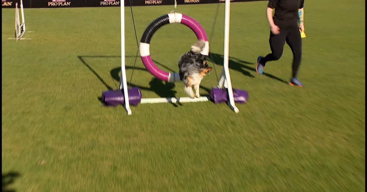 Incredible Dog Challenge returns to Clearwater this weekend | FOX 13 ...