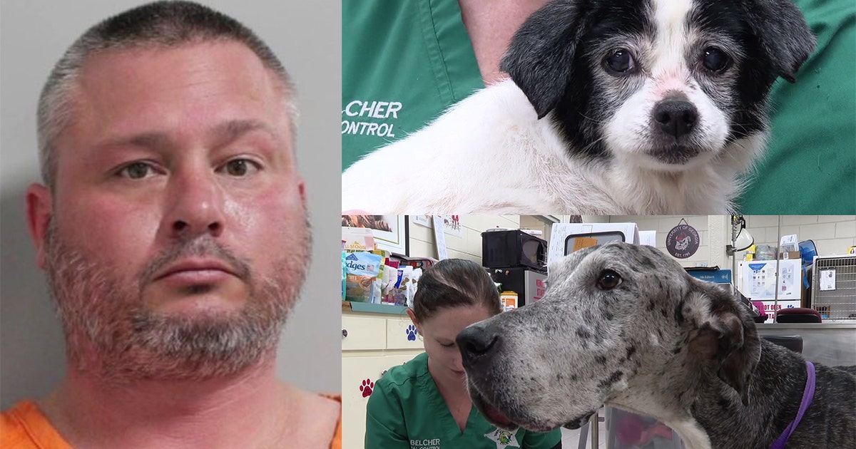 Emaciated dogs rescued in Auburndale animal cruelty case on road to ...