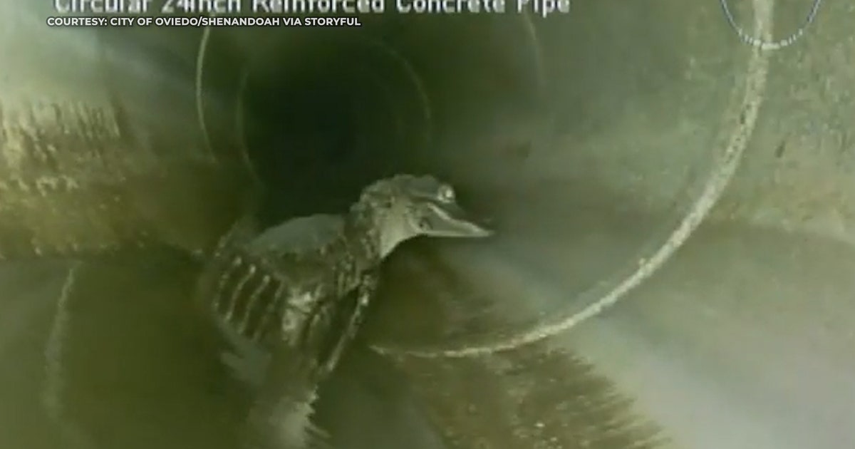 Florida alligator caught on camera 'chilling' in storm pipe: 'What's ...