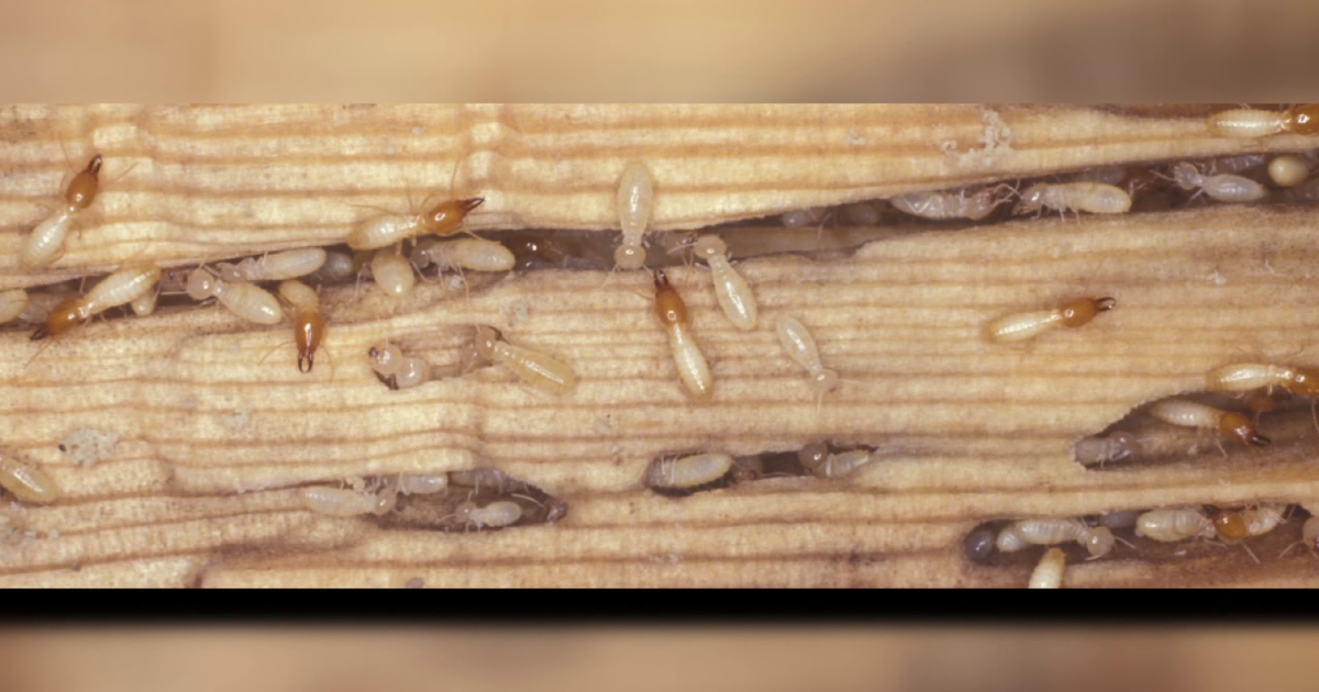 Scientists discover hybrid termite species in Florida | FOX 13 Tampa Bay