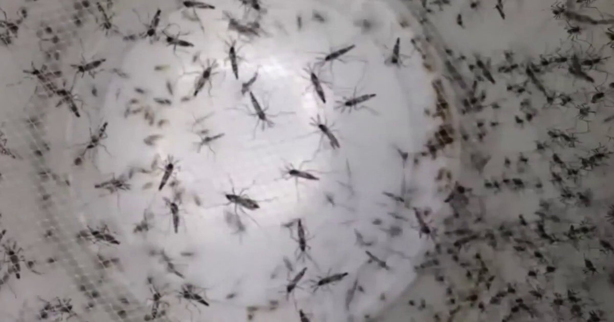 Local scientist uses AI to battle mosquitos | FOX 13 Tampa Bay